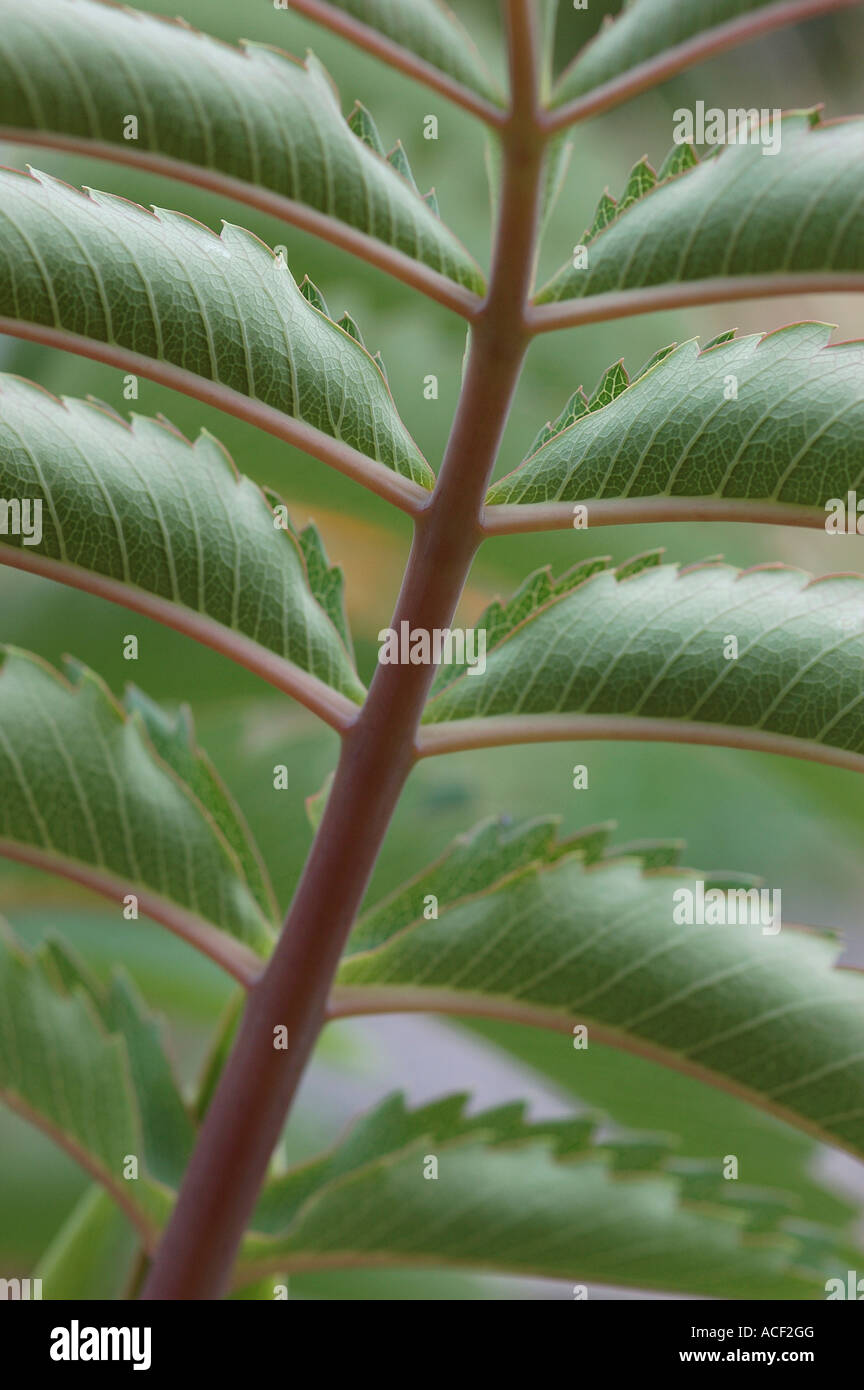 Melianthus major leaves Stock Photo - Alamy