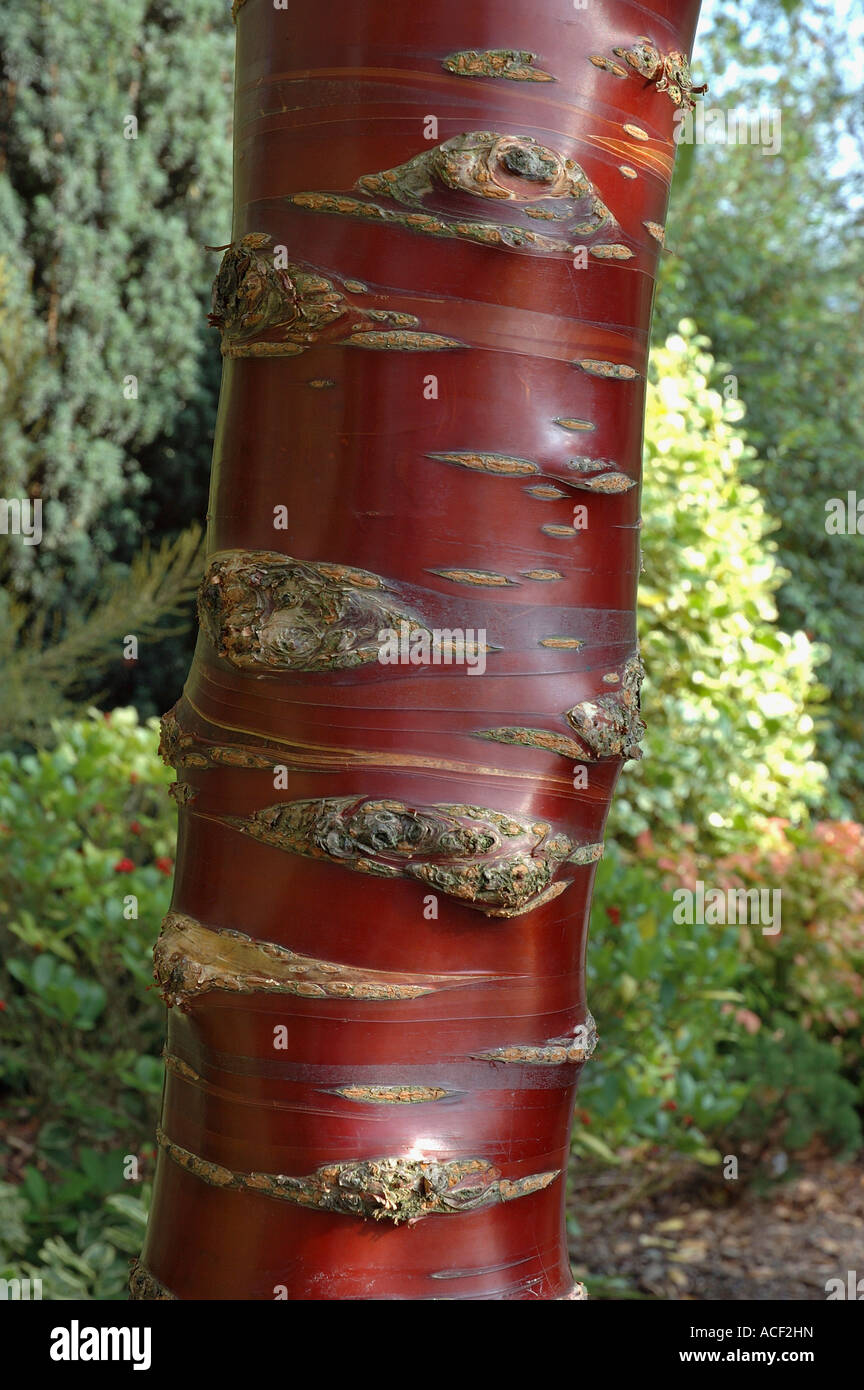 Red bark prunus serrula hi-res stock photography and images - Alamy