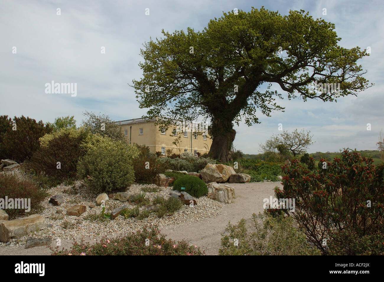 300 year old Oak tree at The National Botanic Garden of Wales Stock ...