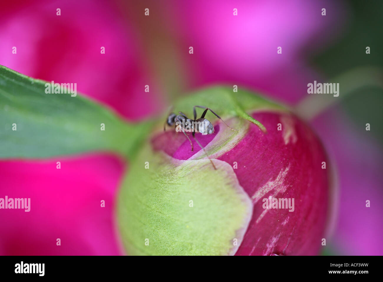 Insect on a Saskatchewan blooming peony flower Stock Photo - Alamy
