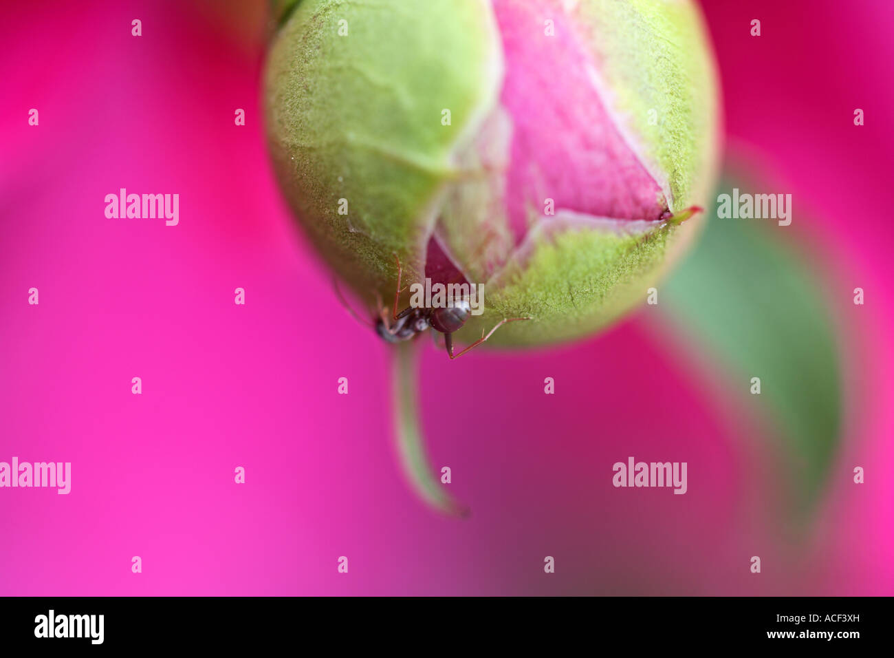 Insect on opening peony flower in scenic Saskatchewan Stock Photo - Alamy