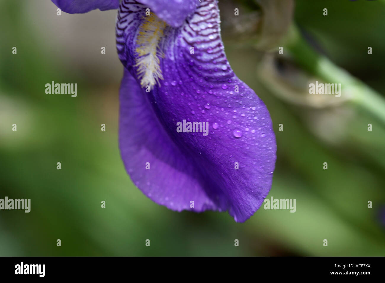 Floral saskatchewan hi-res stock photography and images - Alamy