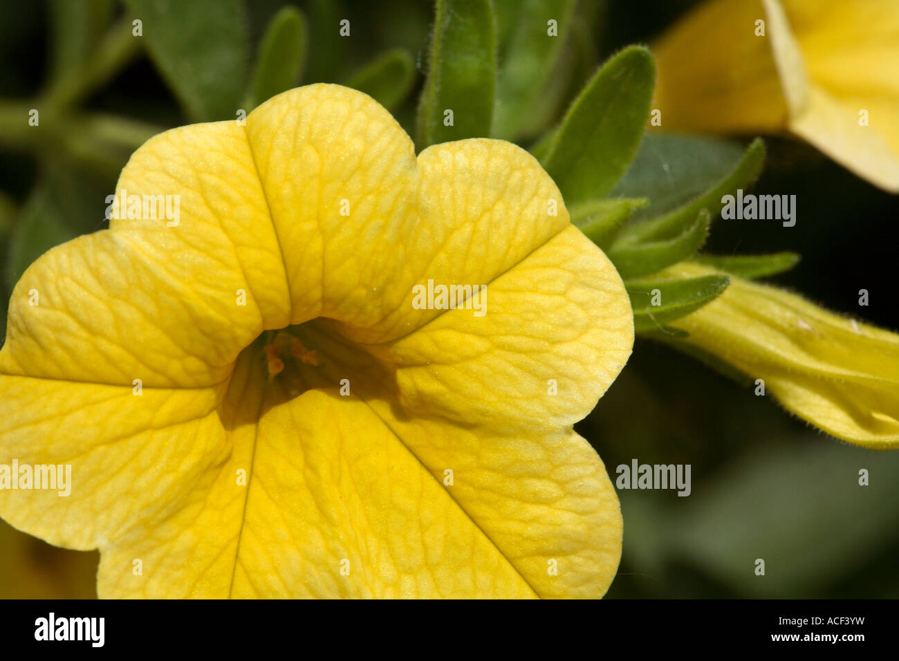 Blooming flowers in scenic Saskatchewan Stock Photo - Alamy