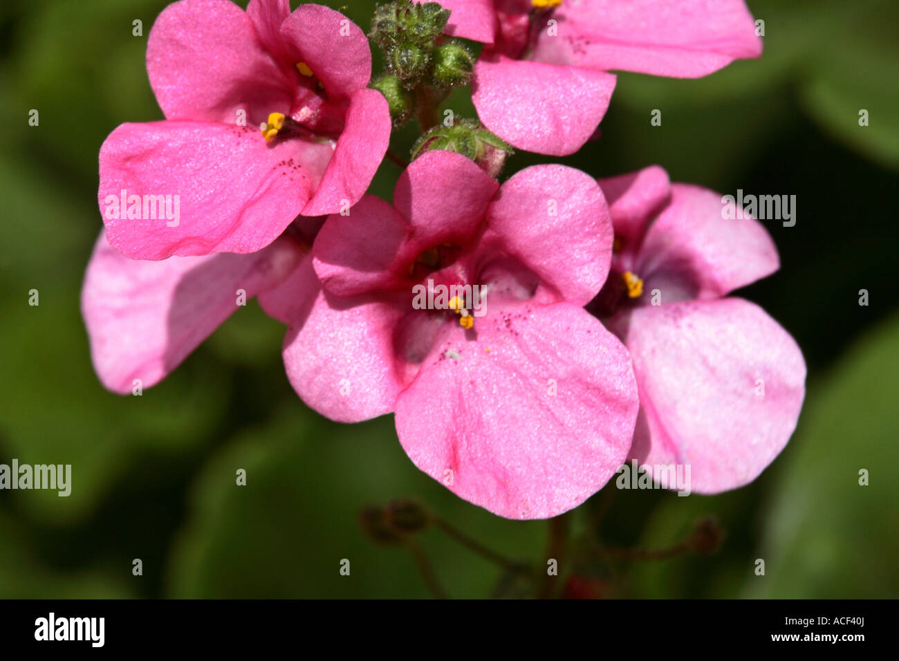 Floral saskatchewan hi-res stock photography and images - Alamy