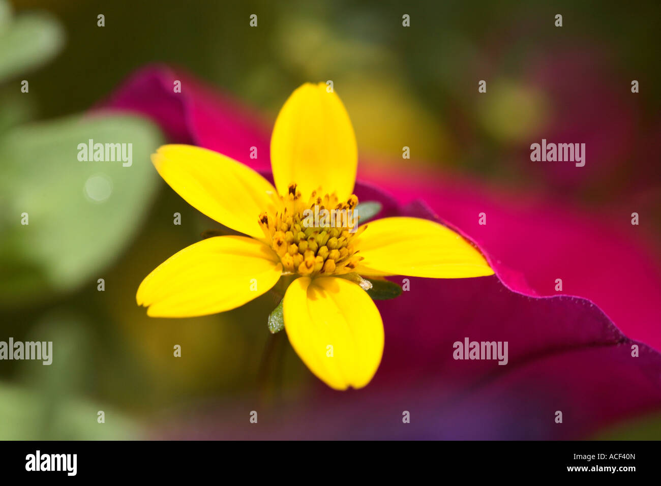 Floral saskatchewan hi-res stock photography and images - Alamy