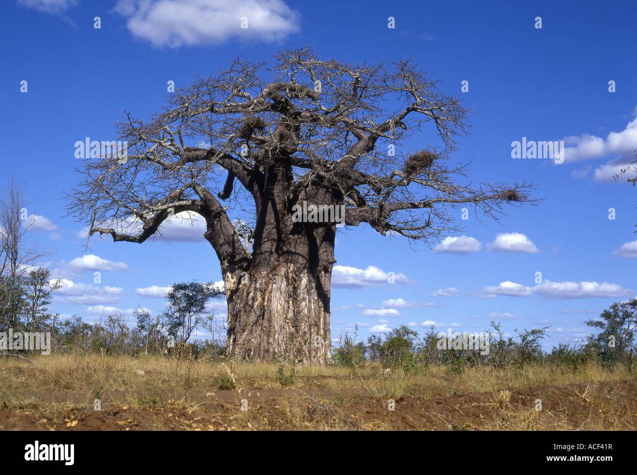 Baobab Tree near Messina Limpopo Province; South Africa Stock Photo - Alamy