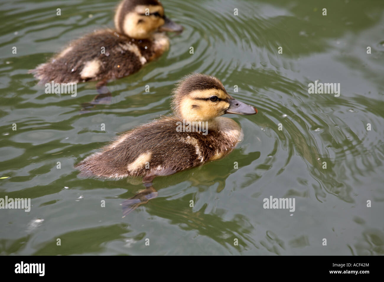 Teal Ducklings