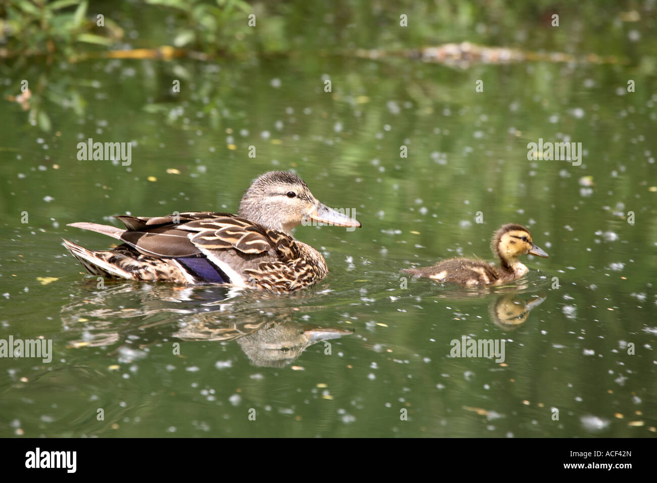 Blue-winged Teal hen and duckling at Crescent Park Stock Photo - Alamy