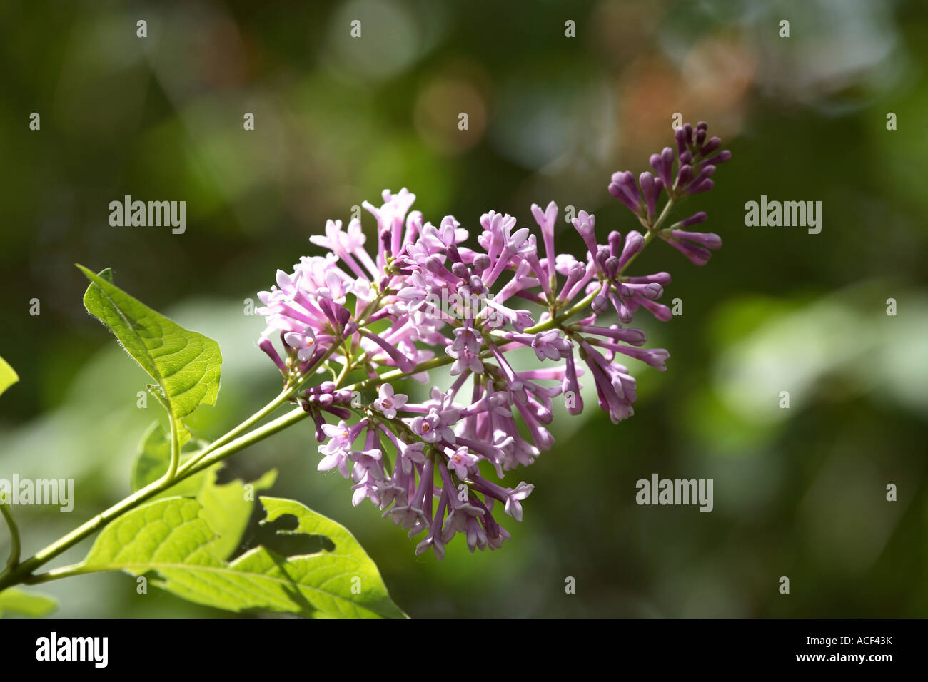 Floral saskatchewan hi-res stock photography and images - Alamy