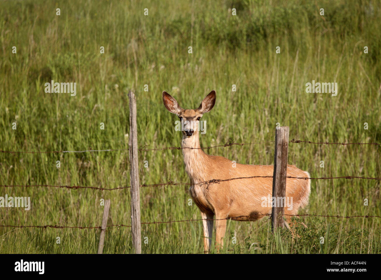 Mule Deer doe behind a barbed-wire fence in Saskatchewan Stock Photo ...