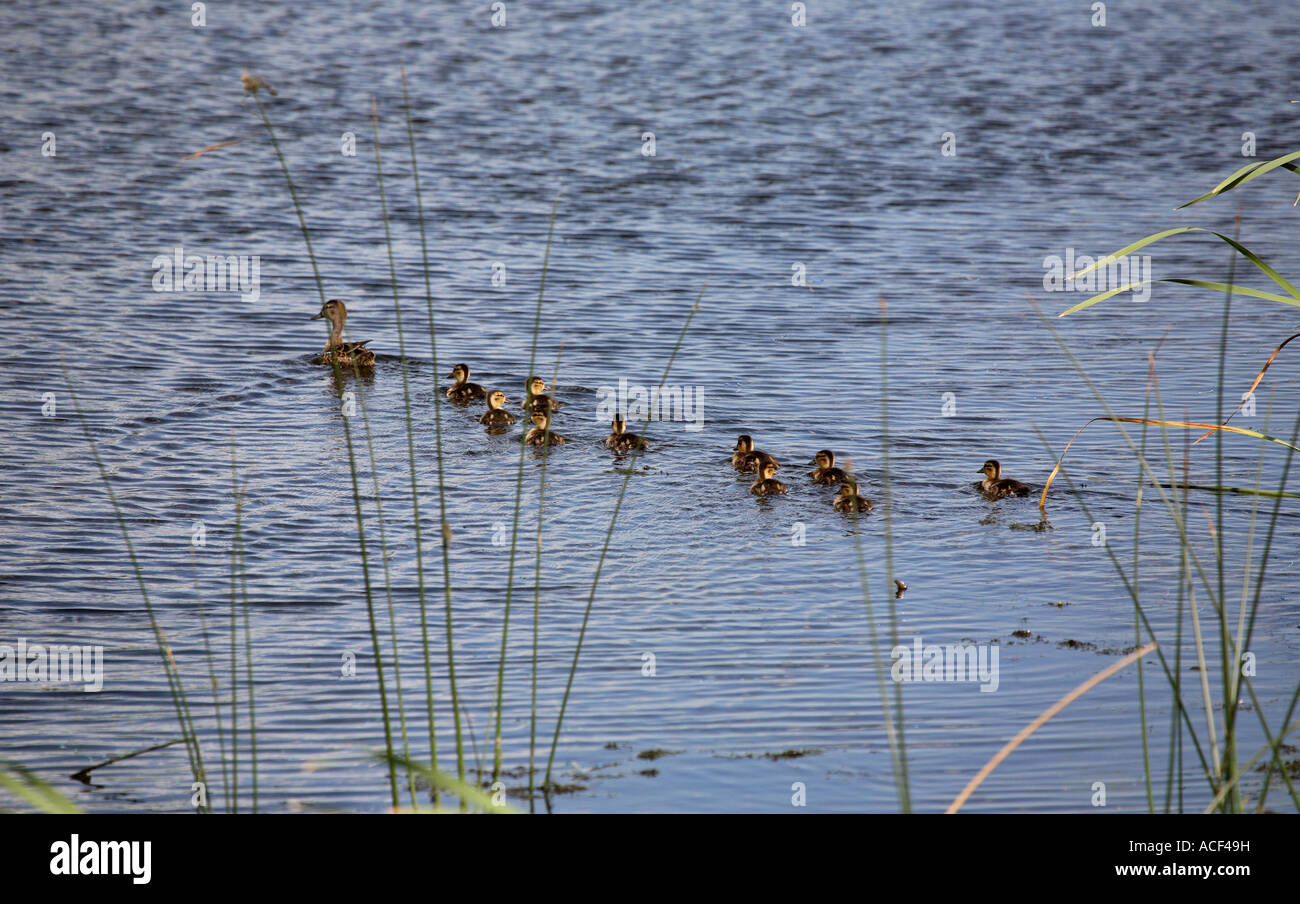 Blue-winged Teal hen with ducklings in Saskatchewan pond Stock Photo ...