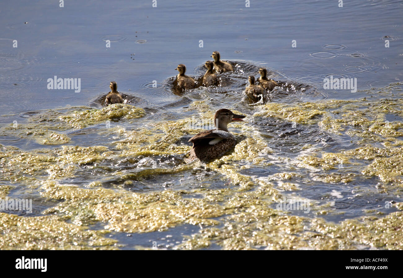 Teal hen and ducklings hi-res stock photography and images - Alamy