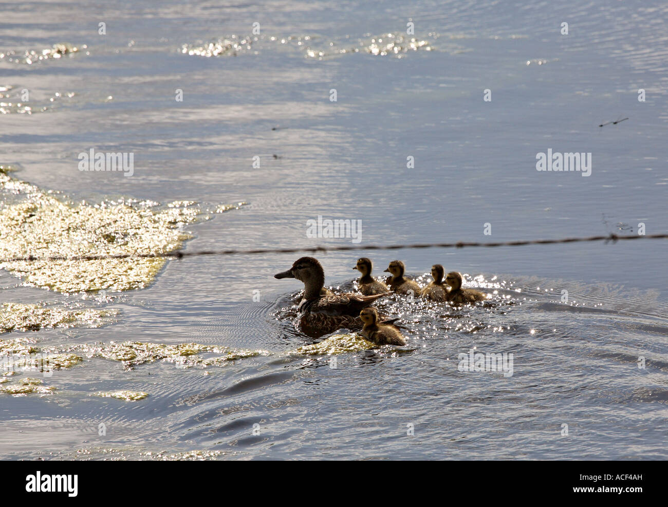Blue-winged Teal hen and ducklings in Saskatchewan pond Stock Photo - Alamy