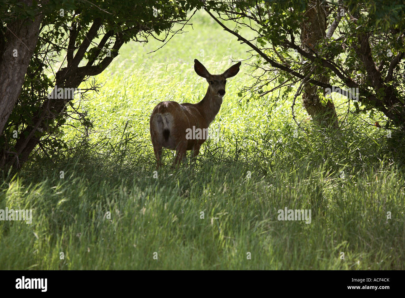 Mule Deer doe in the shadows in scenic Saskatchewan Stock Photo - Alamy