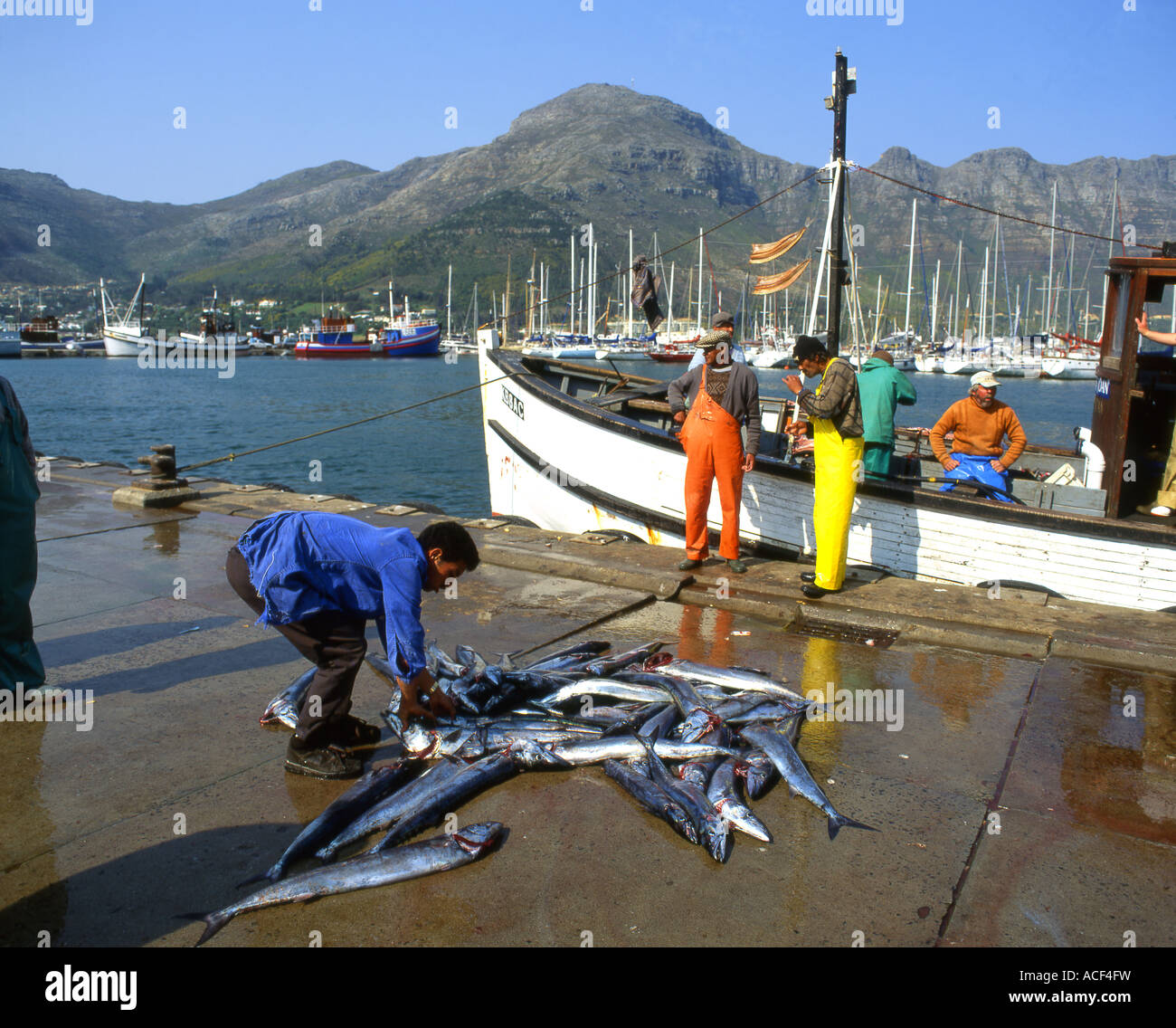 A fisherman stands over a fresh Snoek Catch lying on the quay next to a ...