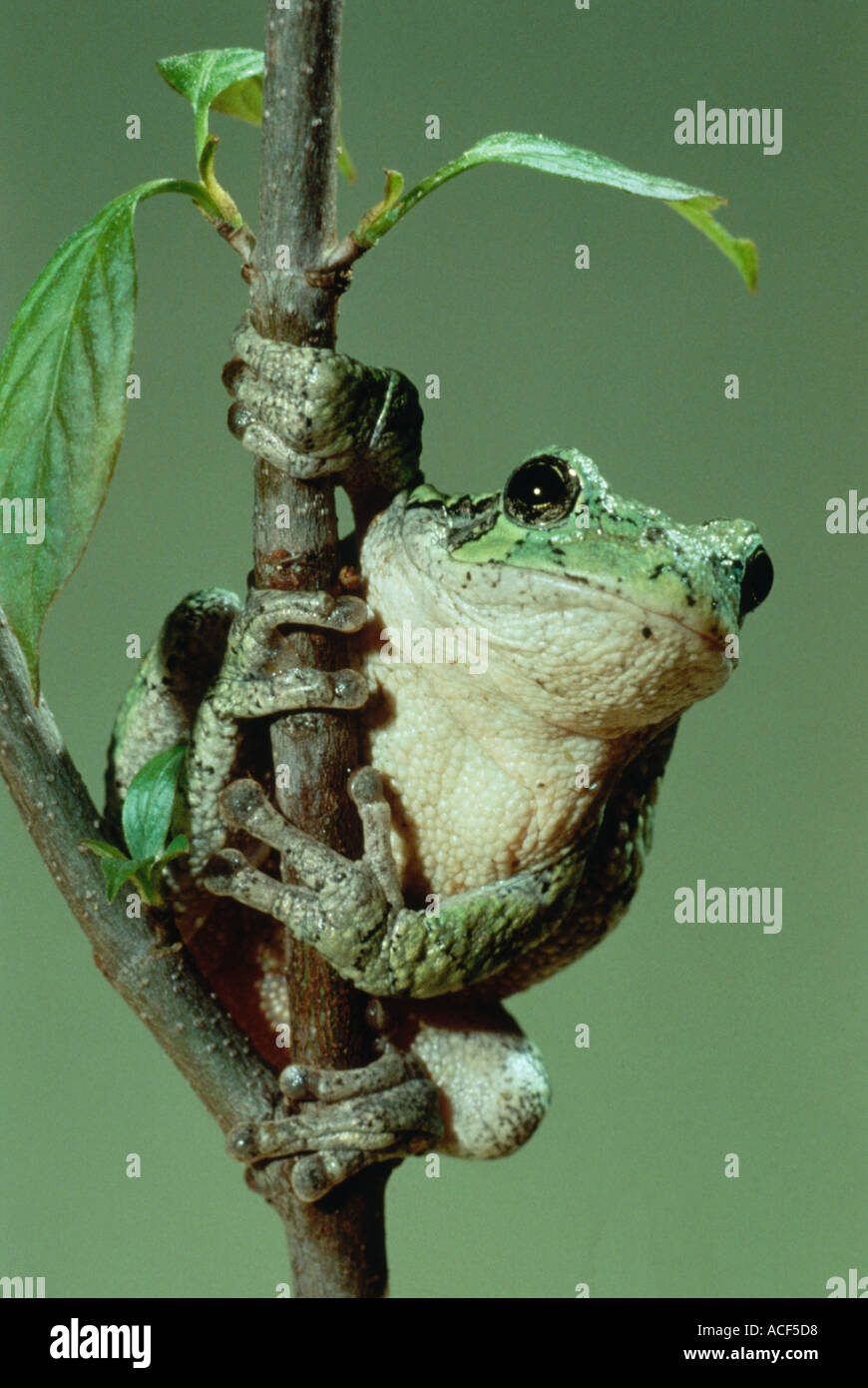 Tree dwelling frog hi-res stock photography and images - Alamy