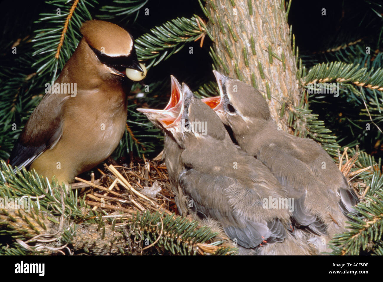 Bird that carries baby hi-res stock photography and images - Alamy