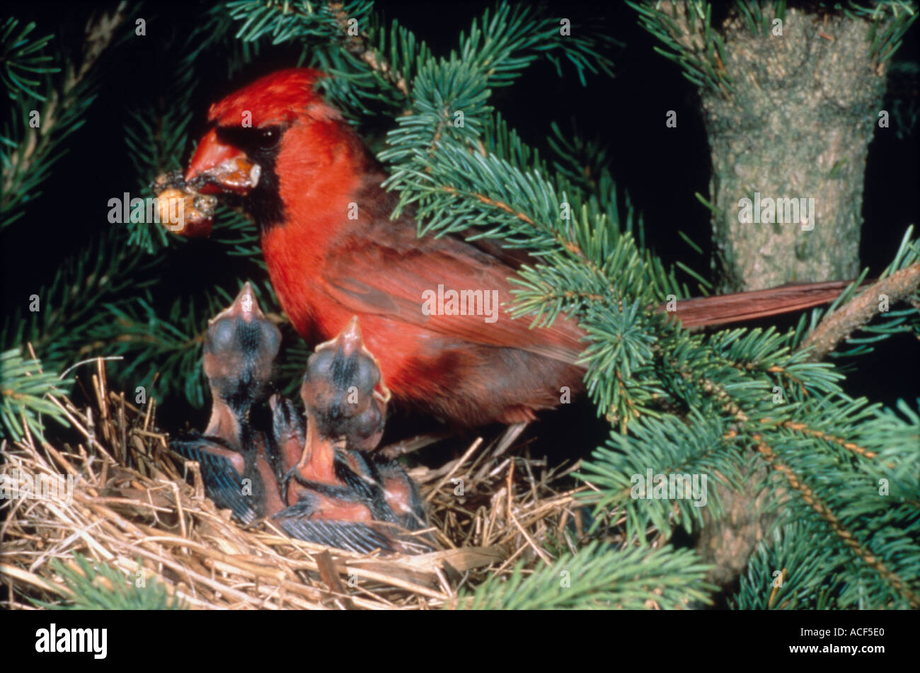 A red male Northern Cardinal Cardinalis cardinalis carries food in its ...