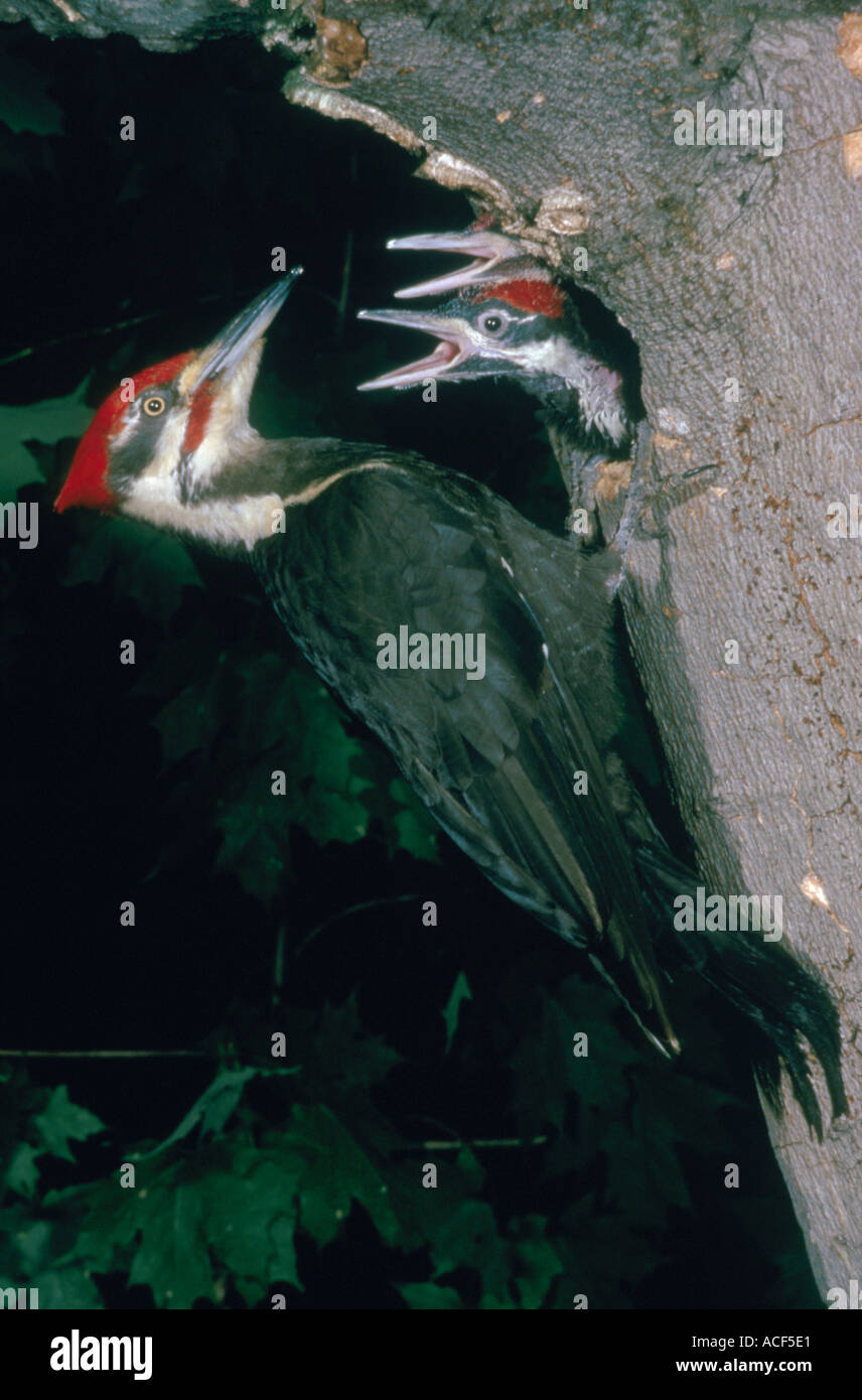 Pileated woodpecker flying hi-res stock photography and images - Alamy