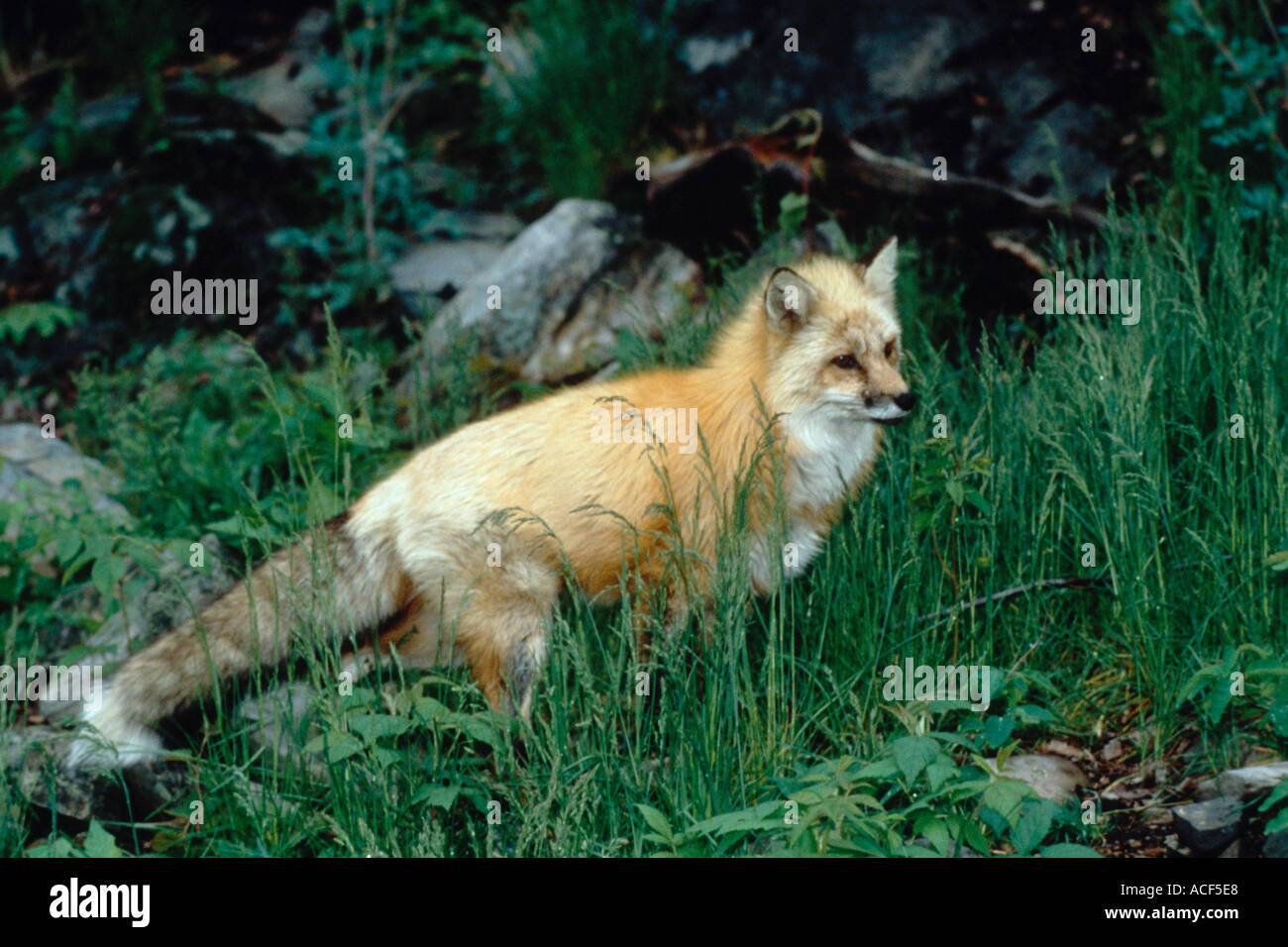 Fox among trees hi-res stock photography and images - Alamy