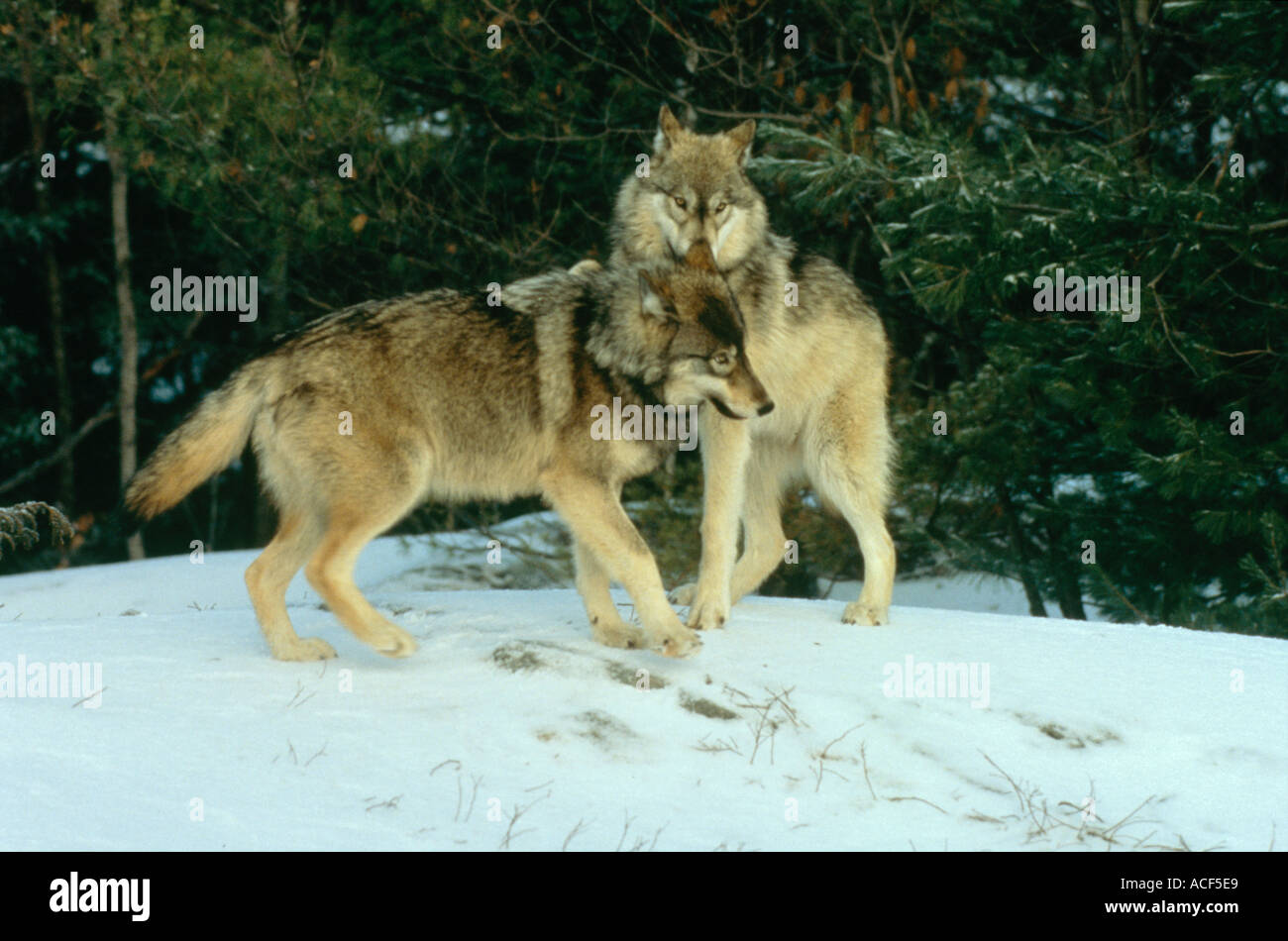 How Do Wolves Mate at Timothy Bottom blog