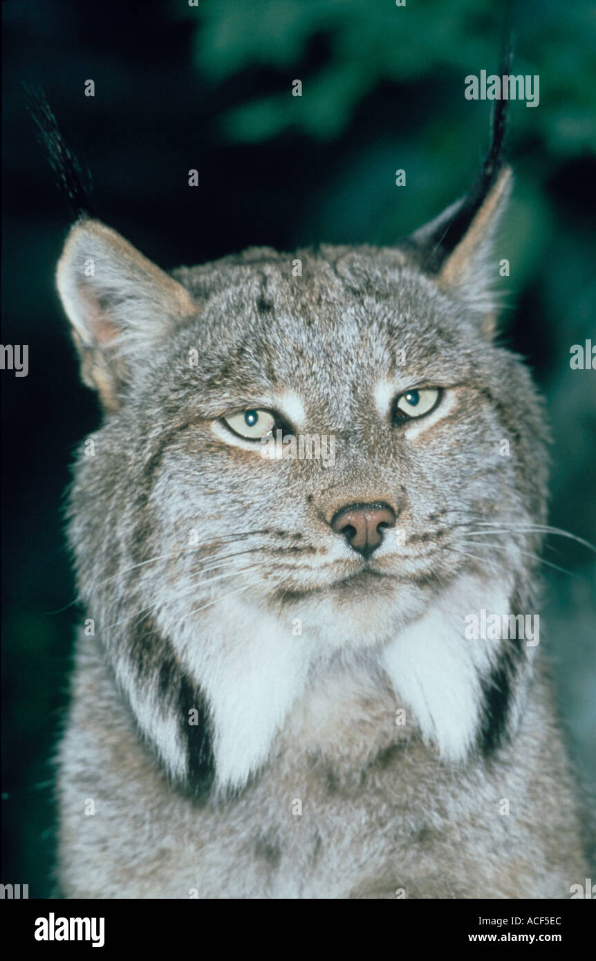 Portrait of a canadian lynx hi-res stock photography and images - Alamy