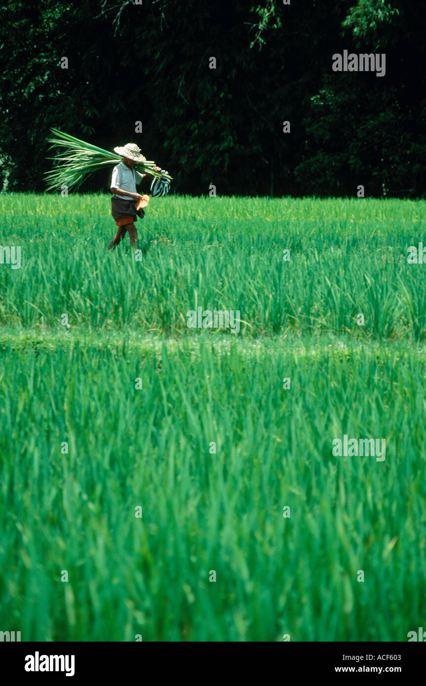 Farmer carries stalks of rice over his shoulder through a rice paddy ...