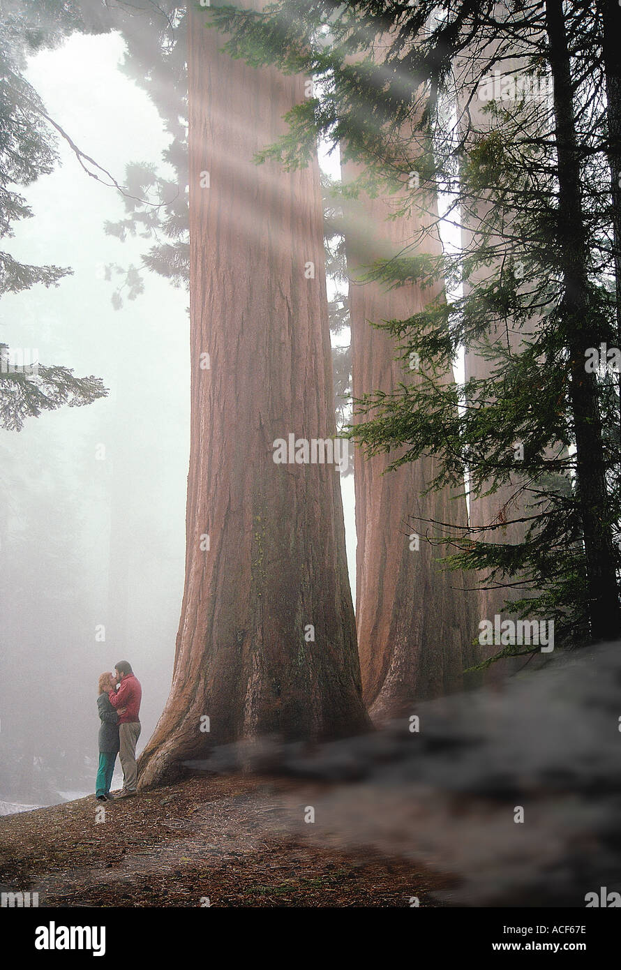 A couple kissing beside huge Sequoia redwoods as sunbeams stream ...