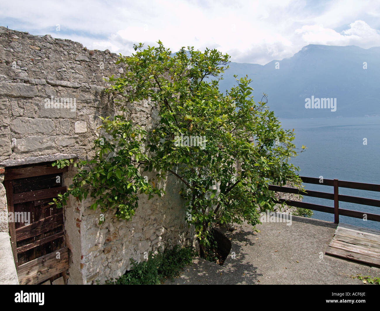 Lemon tree growing against an old house in Limone high above the Garda ...
