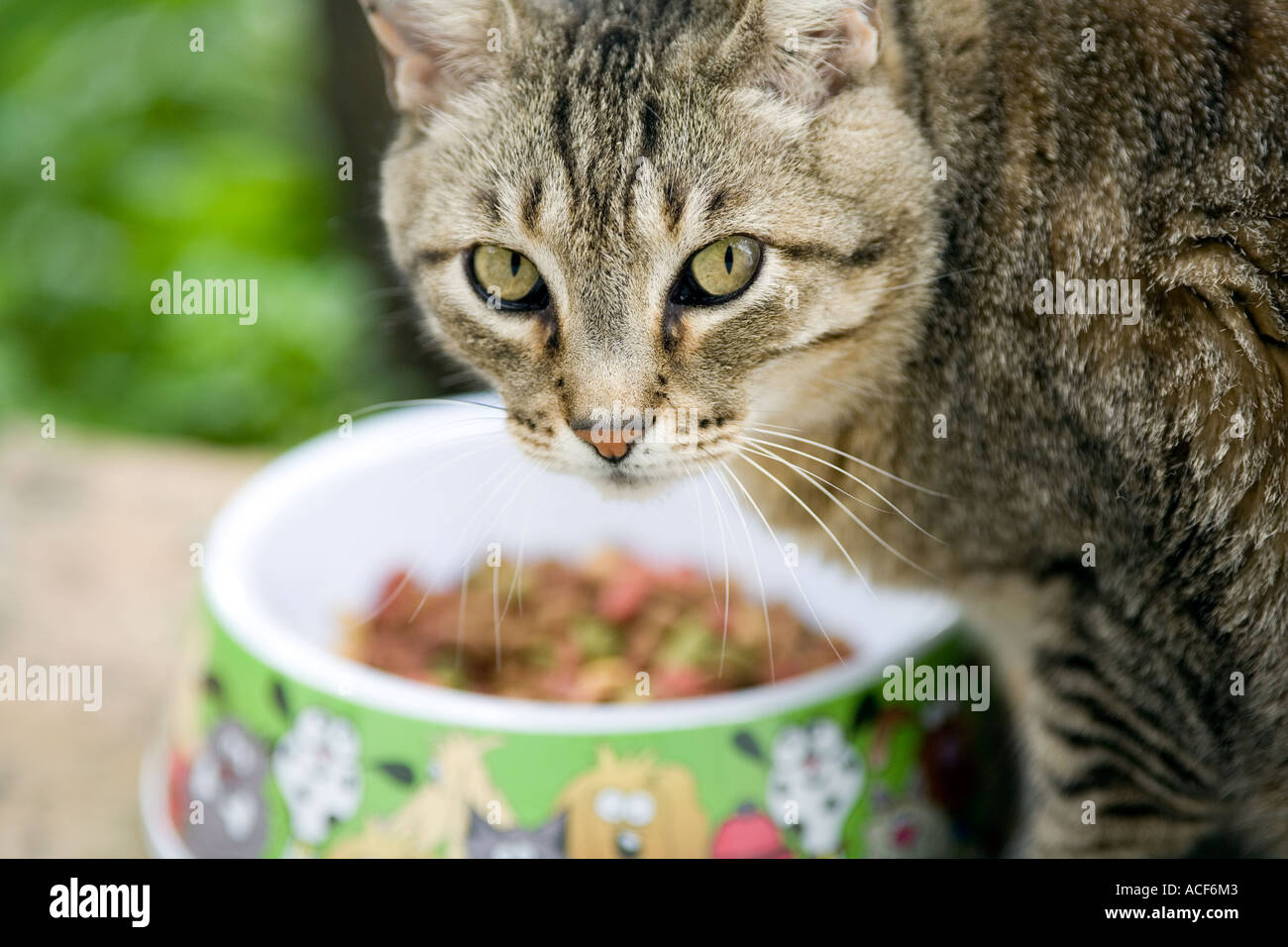 Tabby Tom Cat at food bowl male tom tomcat tabby cat feline felines ...
