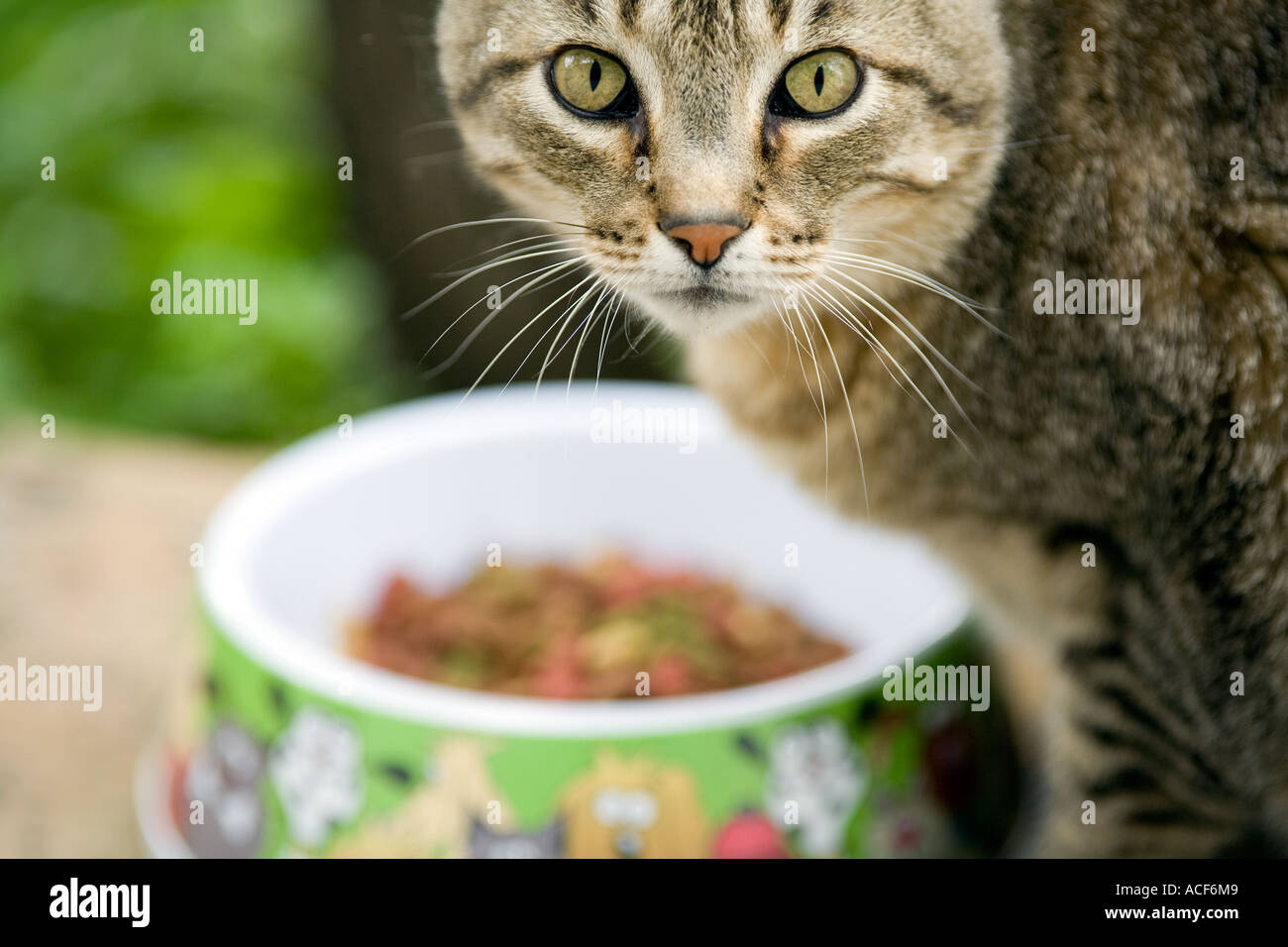 Tabby Tom Cat at food bowl male tom tomcat tabby cat feline felines ...
