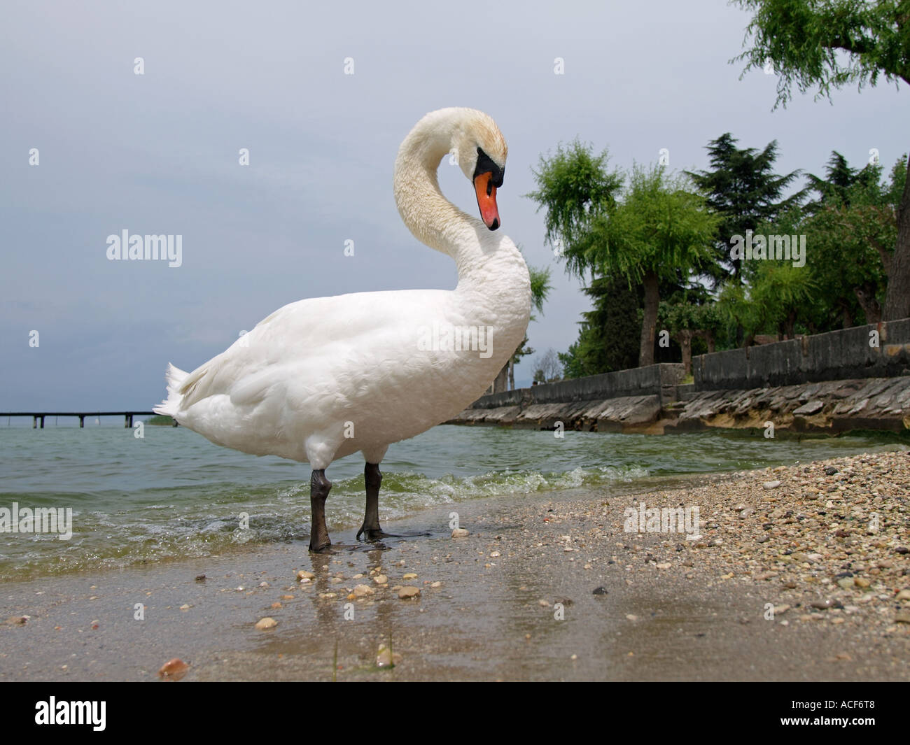Closeup swan on garda hi-res stock photography and images - Alamy