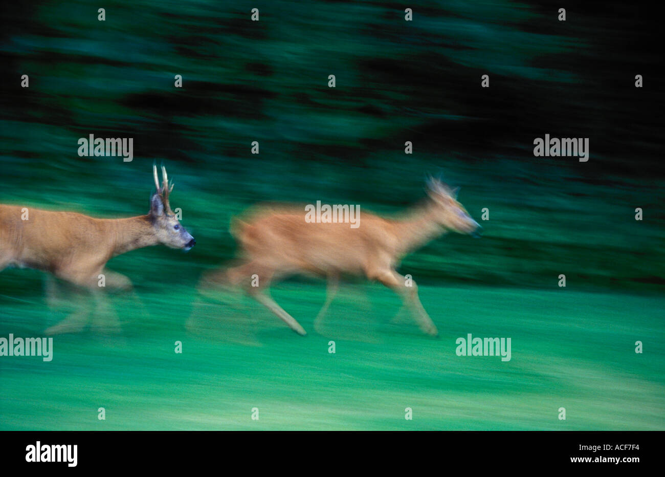 Buck chasing doe hi-res stock photography and images - Alamy