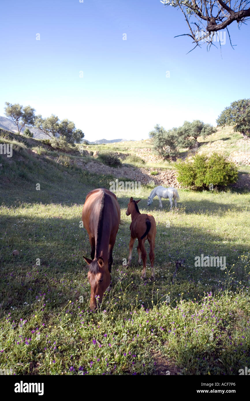 Mare foal Horses on Spanish hillside Spain Andalucia Horse mare pony ...