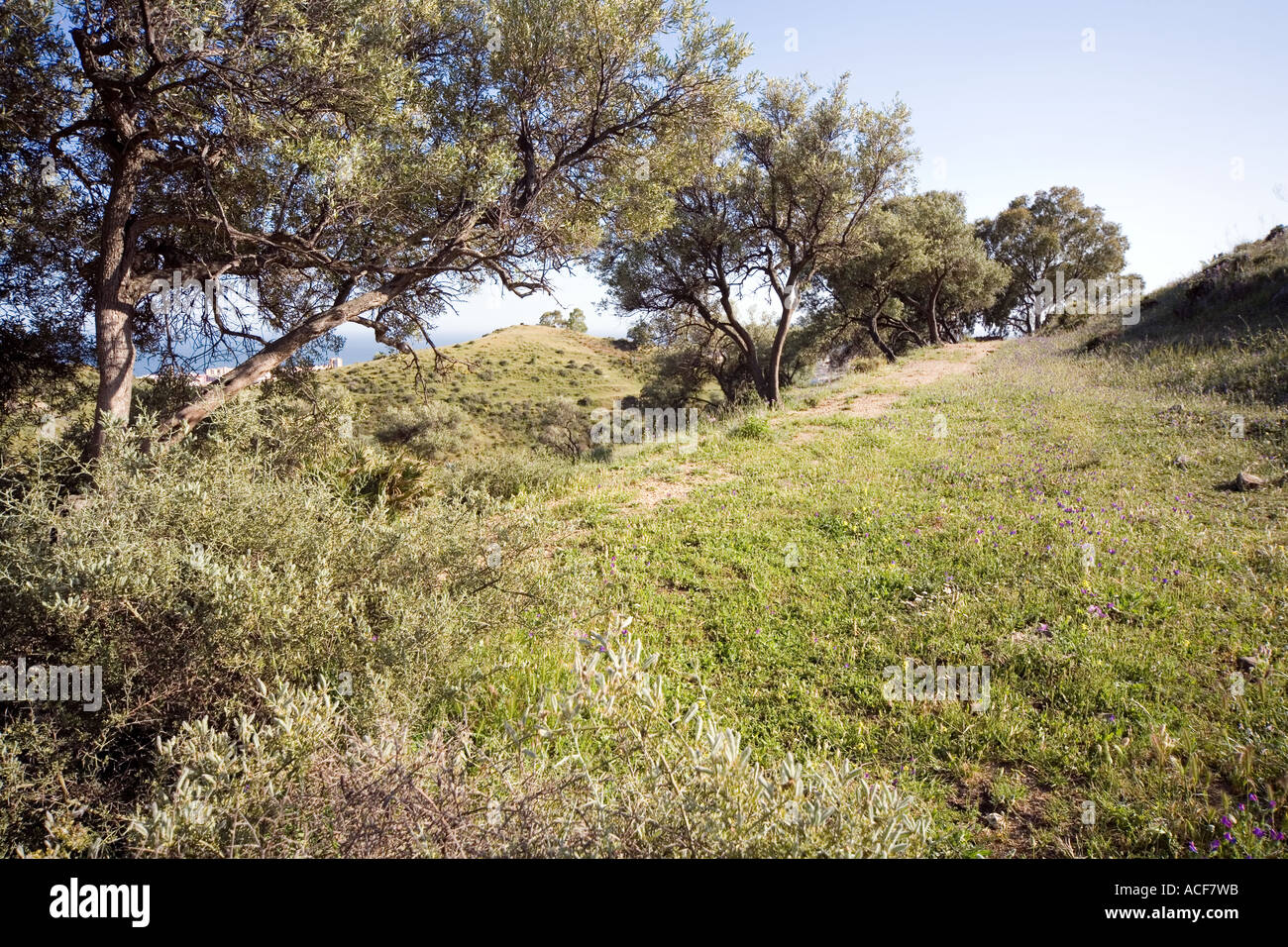 Olive grove on spanish hillside hi-res stock photography and images - Alamy