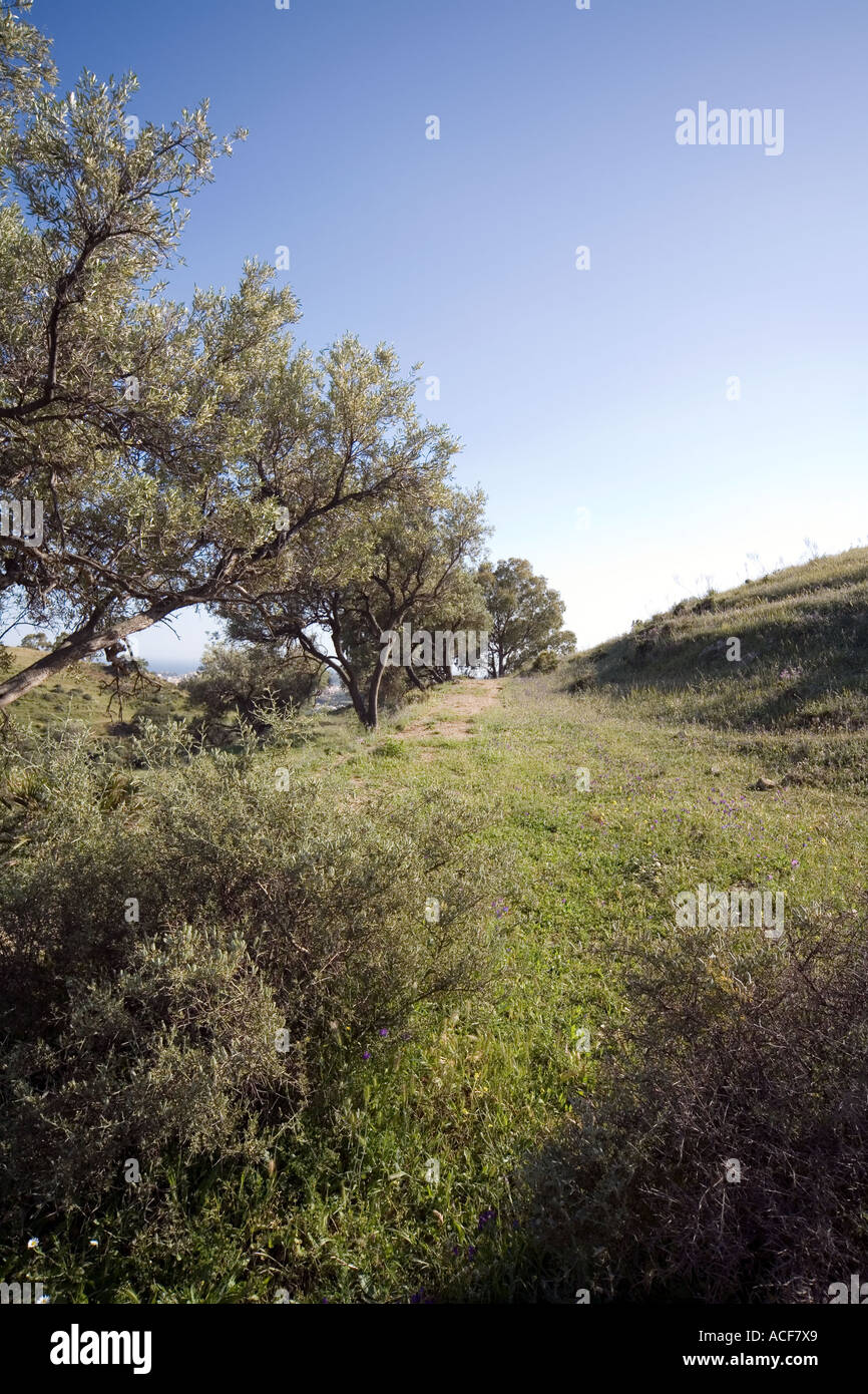 Olive grove on Spanish hillside Stock Photo - Alamy