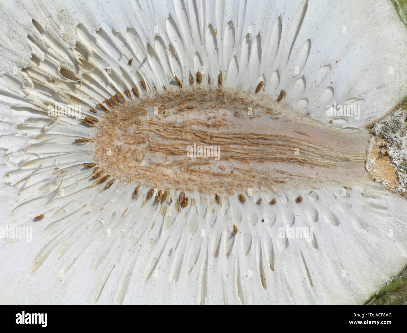 Cut breadfruit hi-res stock photography and images - Alamy