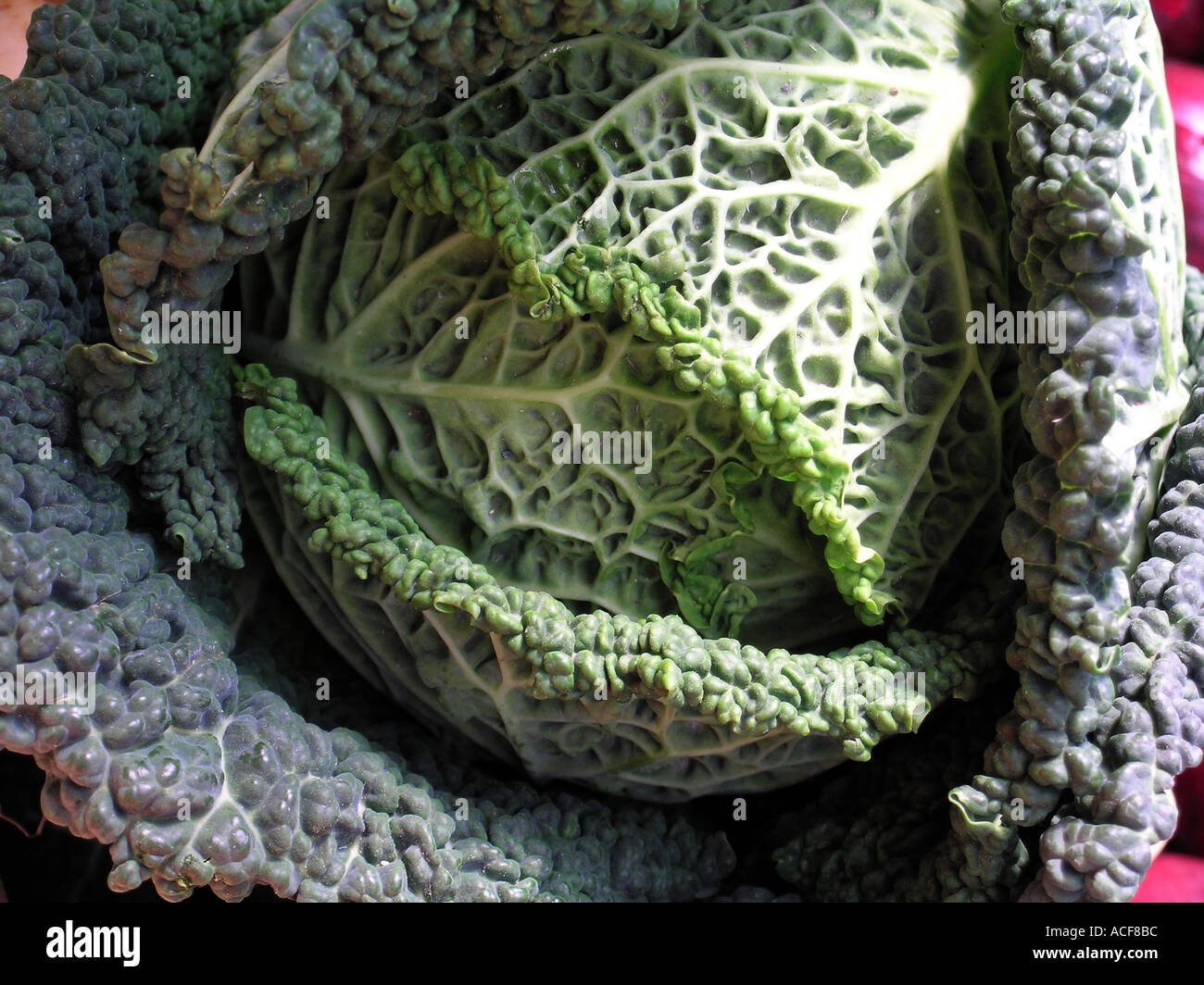 Cabbage at Borough Market London England Stock Photo - Alamy