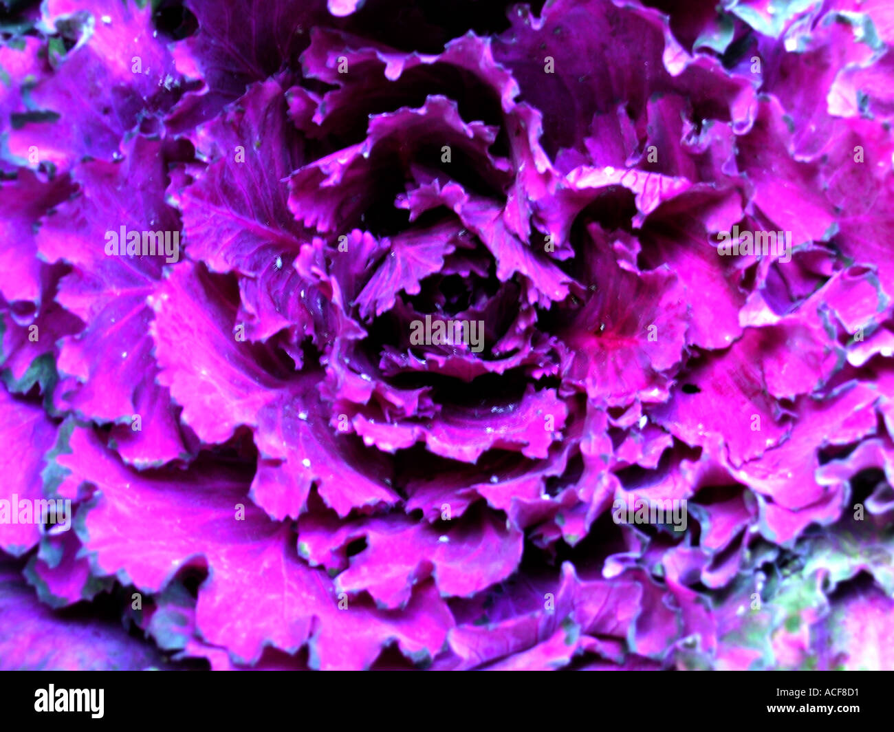 Purple kale at Borough market London England Stock Photo - Alamy