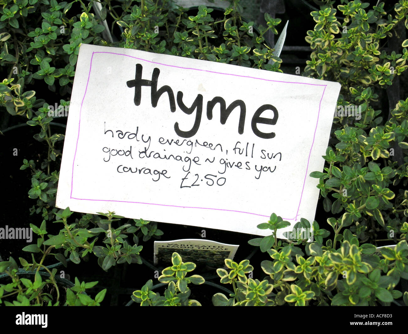 Packets of thyme plants at Borough market London England Stock Photo ...