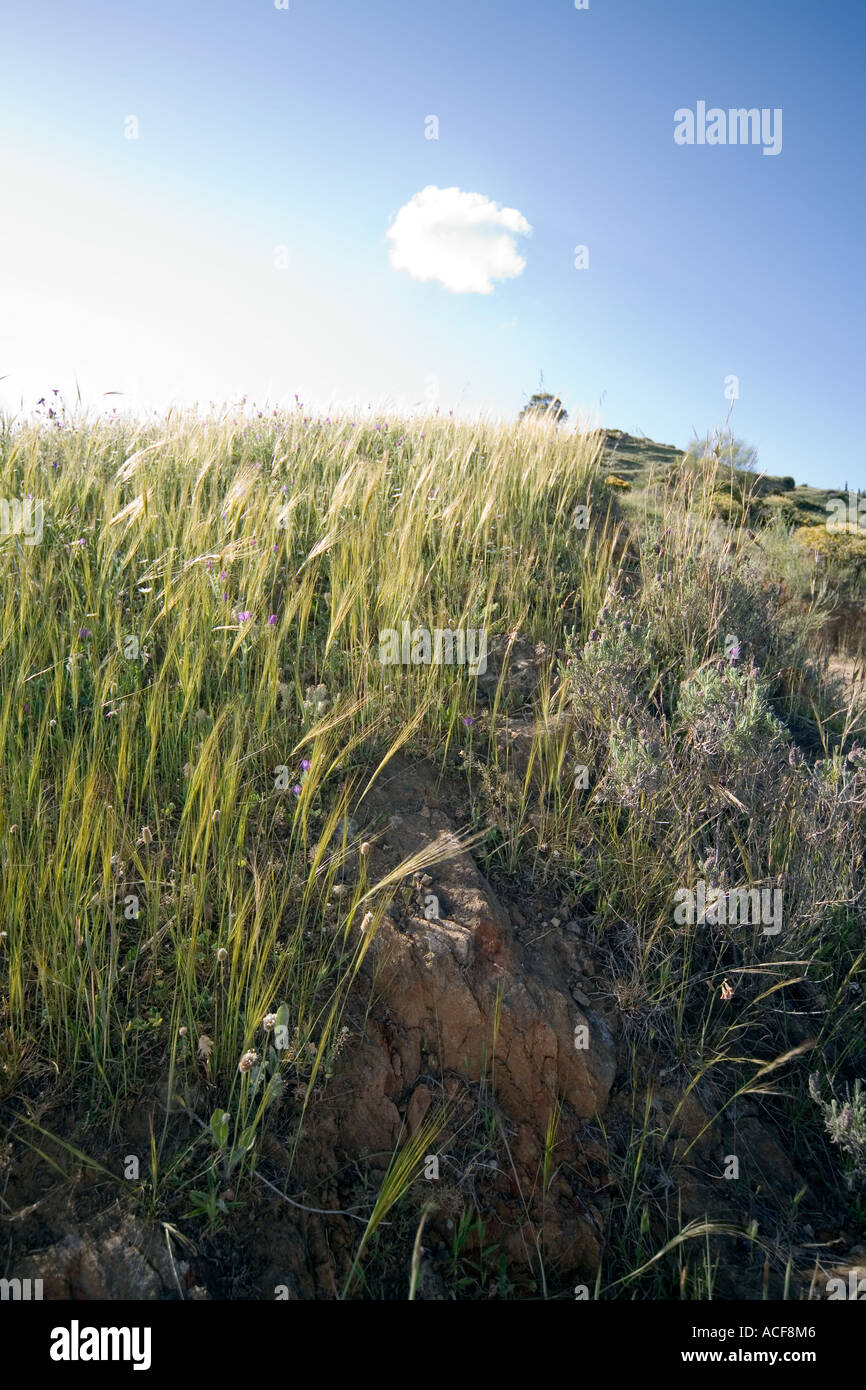 Wild grasses , Spain Stock Photo - Alamy