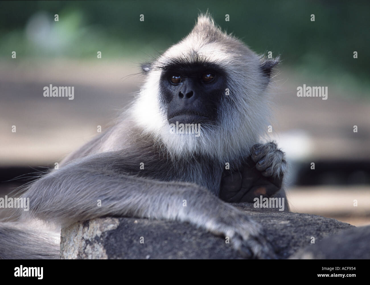 Common langur sri lanka hi-res stock photography and images - Alamy