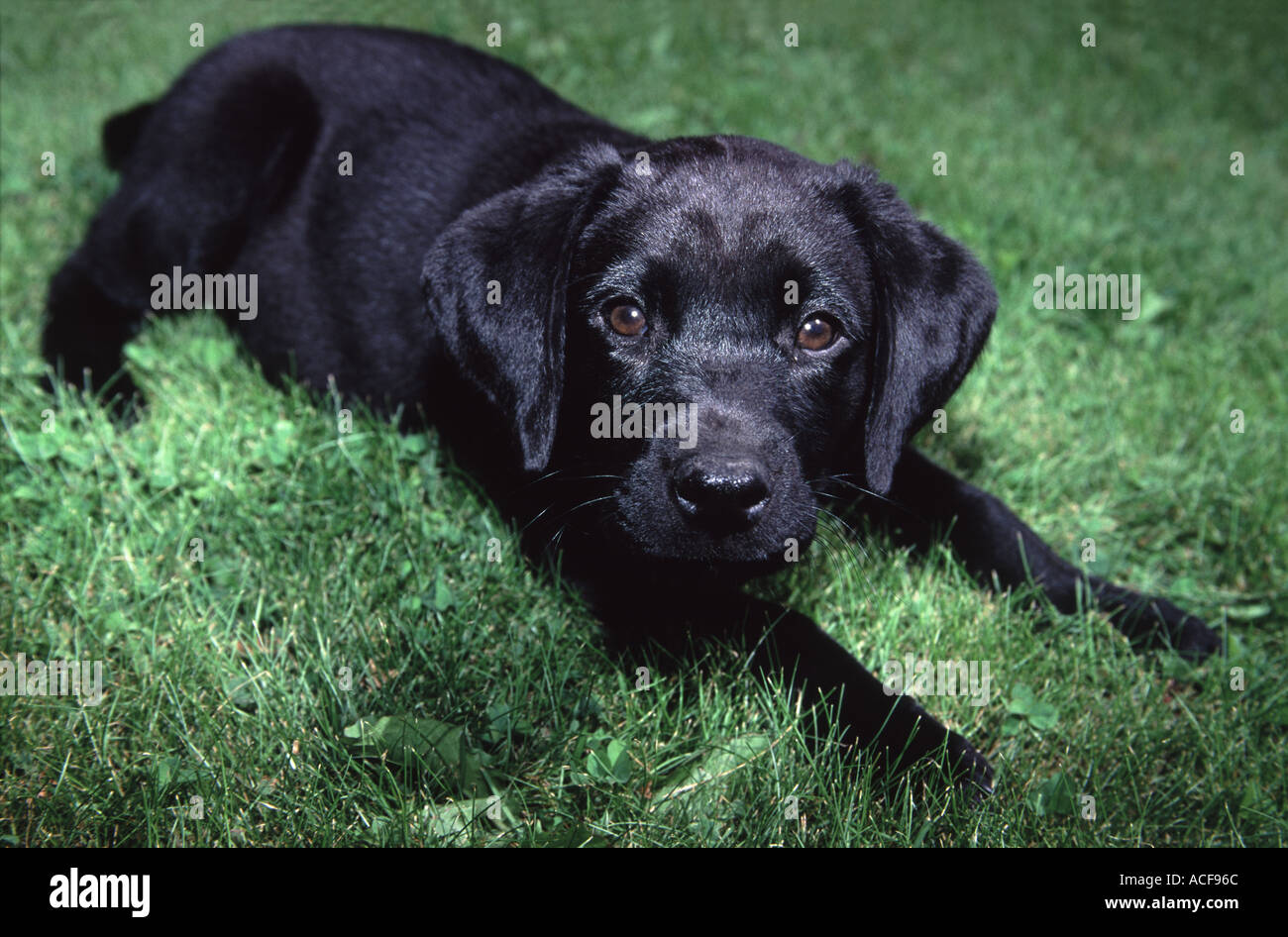 Andrex puppy hi-res stock photography and images - Alamy
