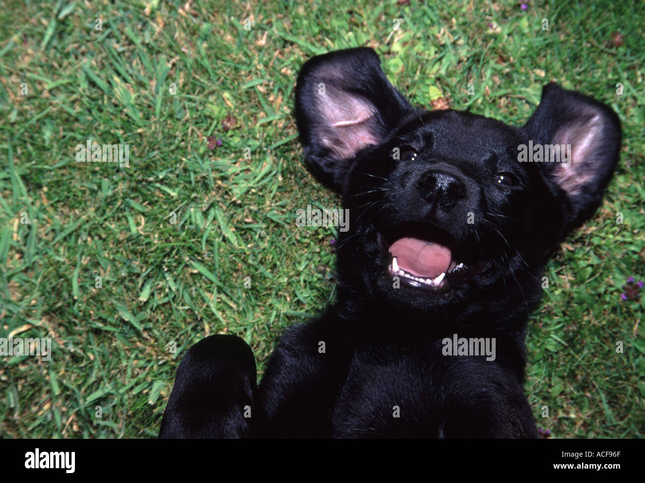 Smiling Black Labrador Puppy Stock Photo - Alamy