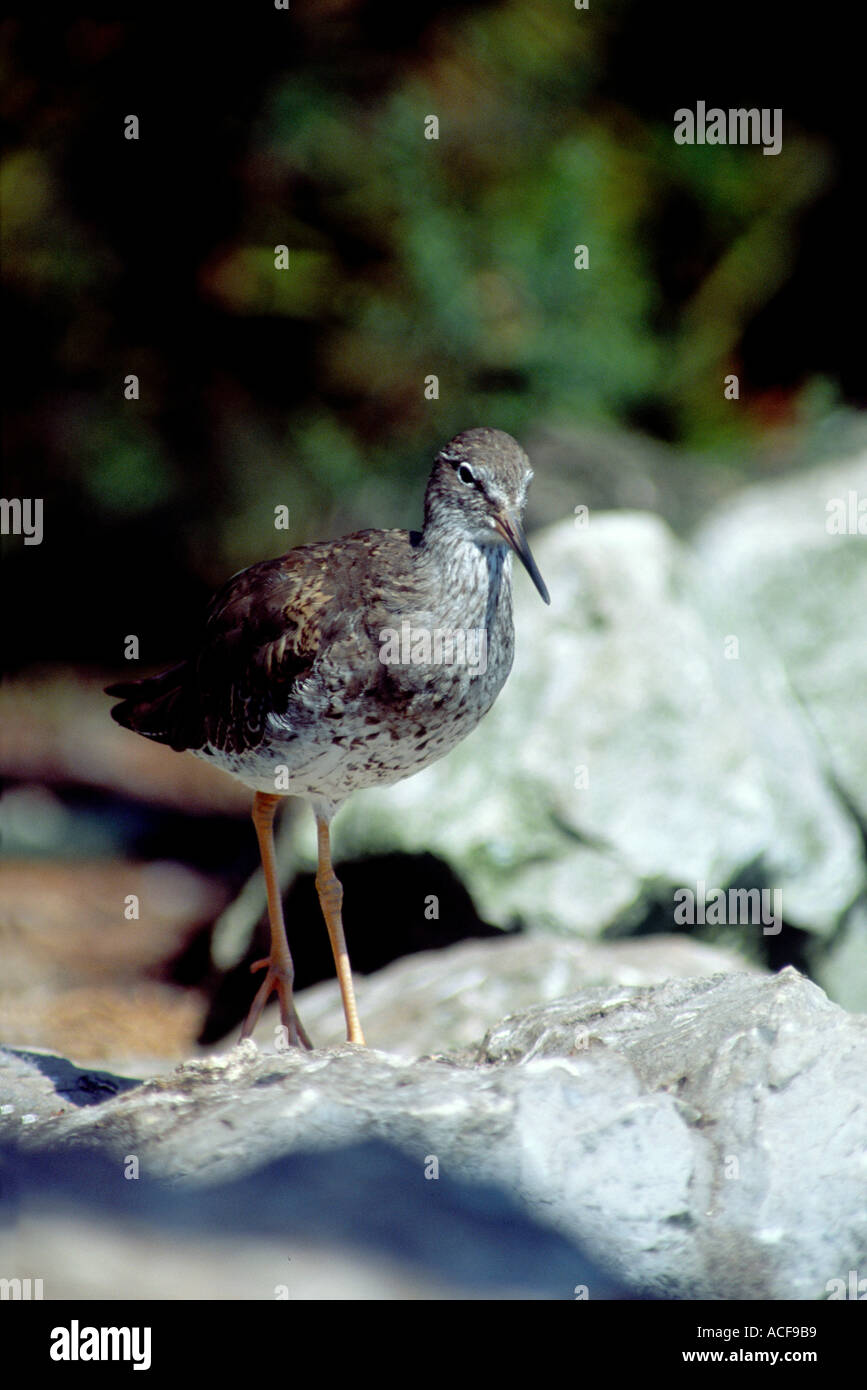 Red shank bird hi-res stock photography and images - Alamy