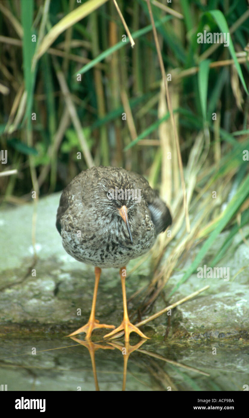 Red shank bird hi-res stock photography and images - Alamy