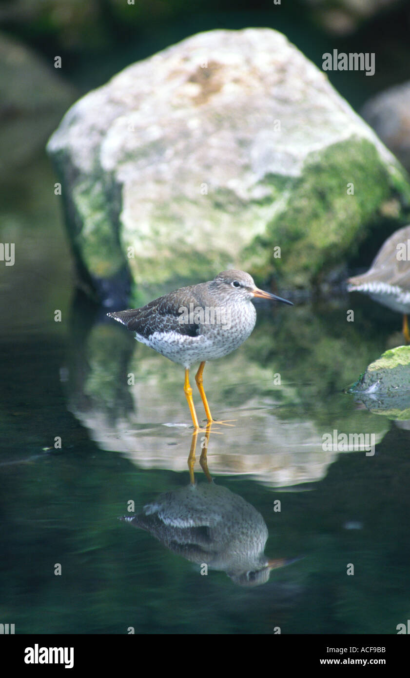 Red shank bird hi-res stock photography and images - Alamy