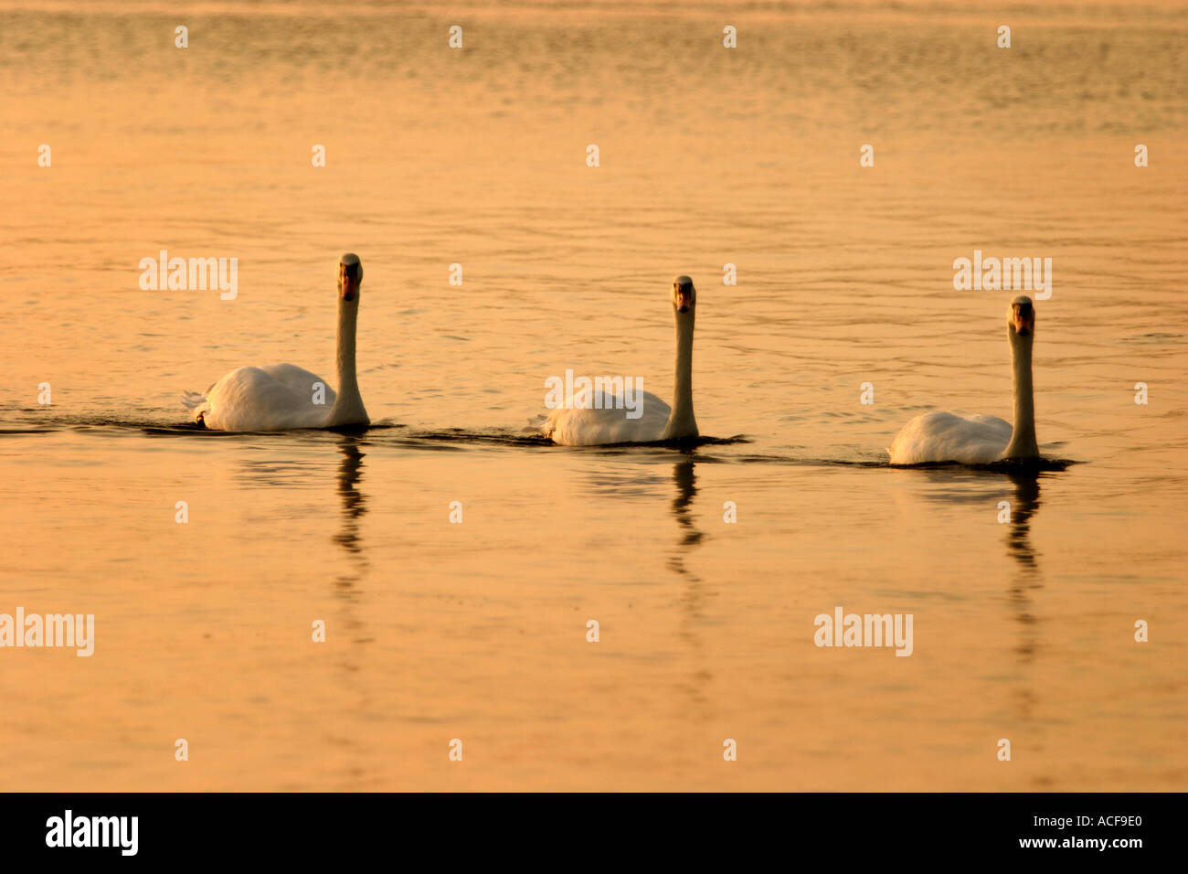 Three swans swimming in line Dorset England UK Stock Photo - Alamy