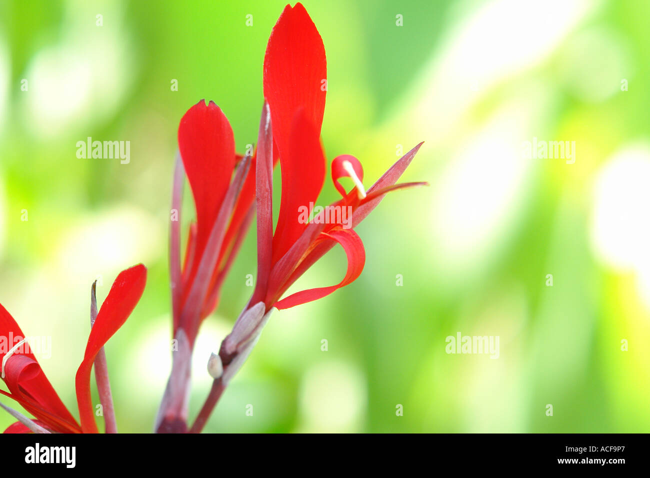 red flower in profile Stock Photo - Alamy