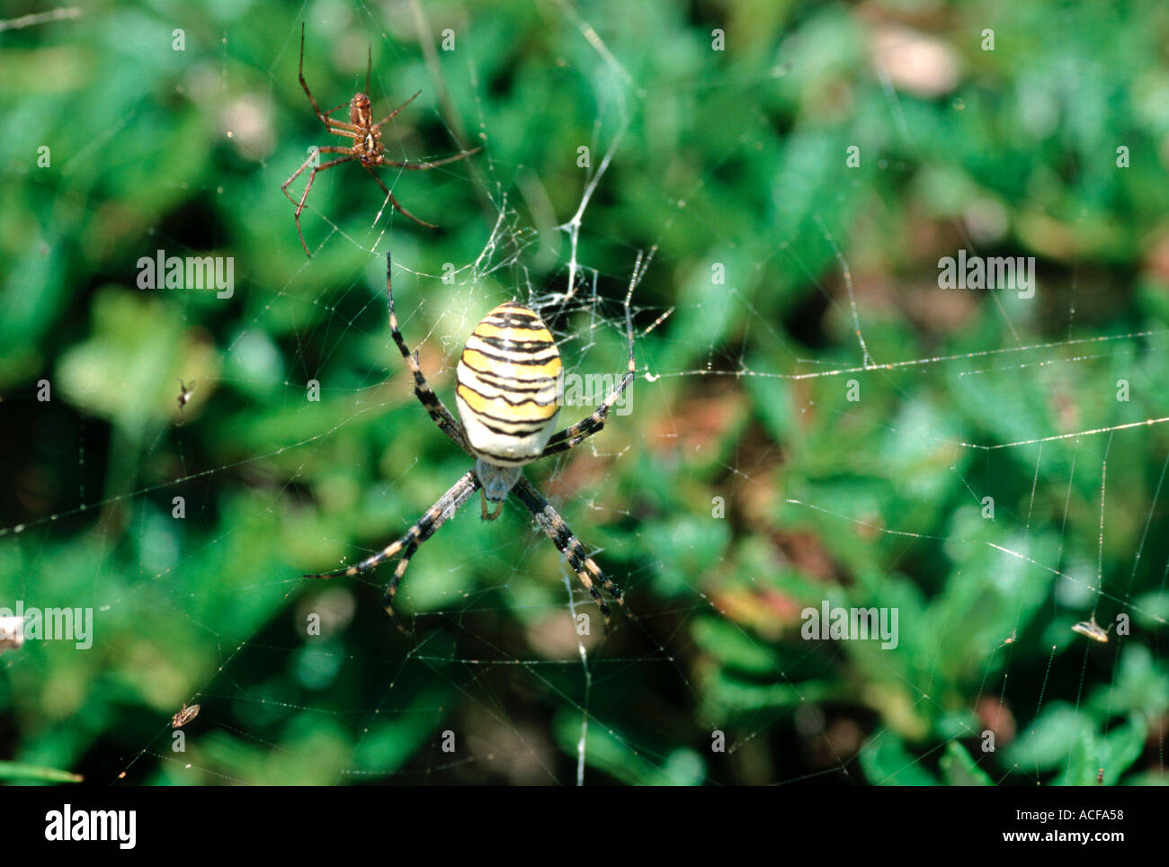 Zebra spider wasp hi-res stock photography and images - Alamy